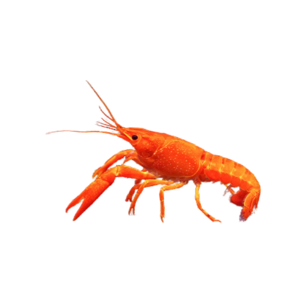 Cray Fish - QPSL