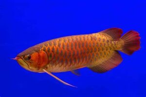 Arowana - QPSL