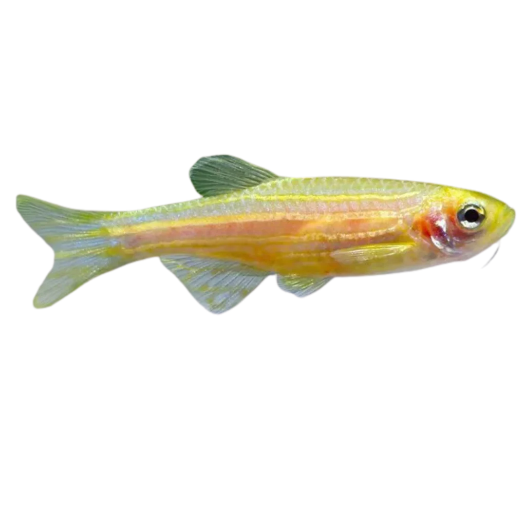 Gold Giant Danio - QPSL