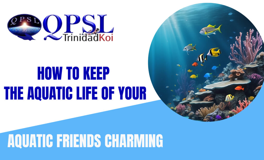 How to keep the aquatic life of your aquatic friends charming - QPSL