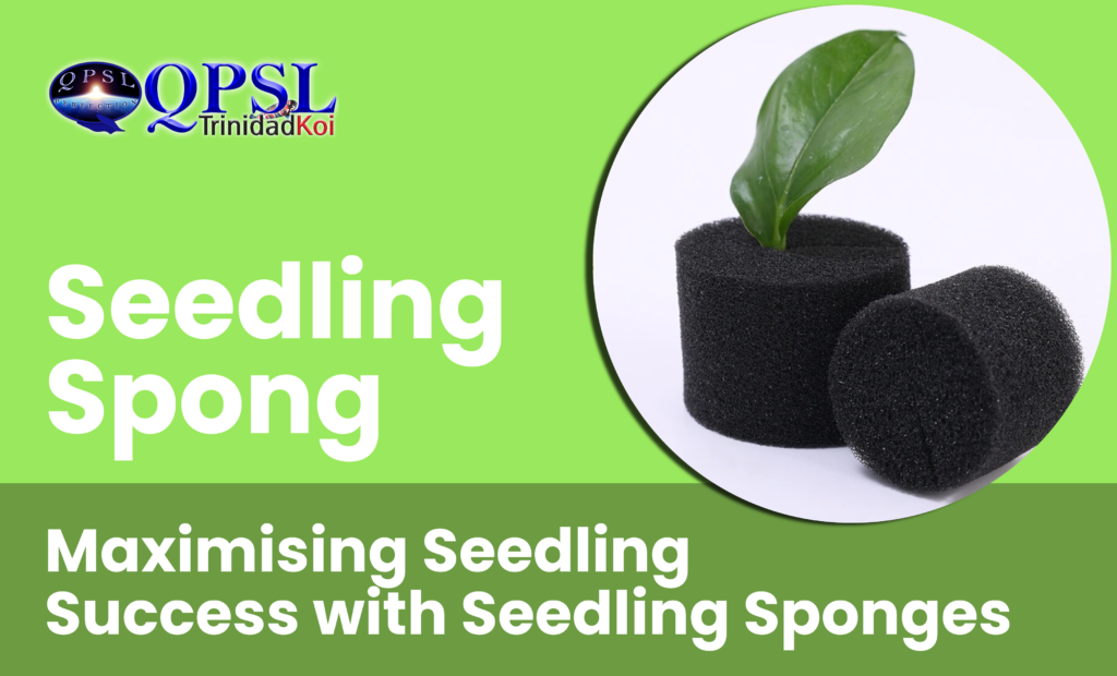 Maximising Seedling Success with Seedling Sponges - QPSL