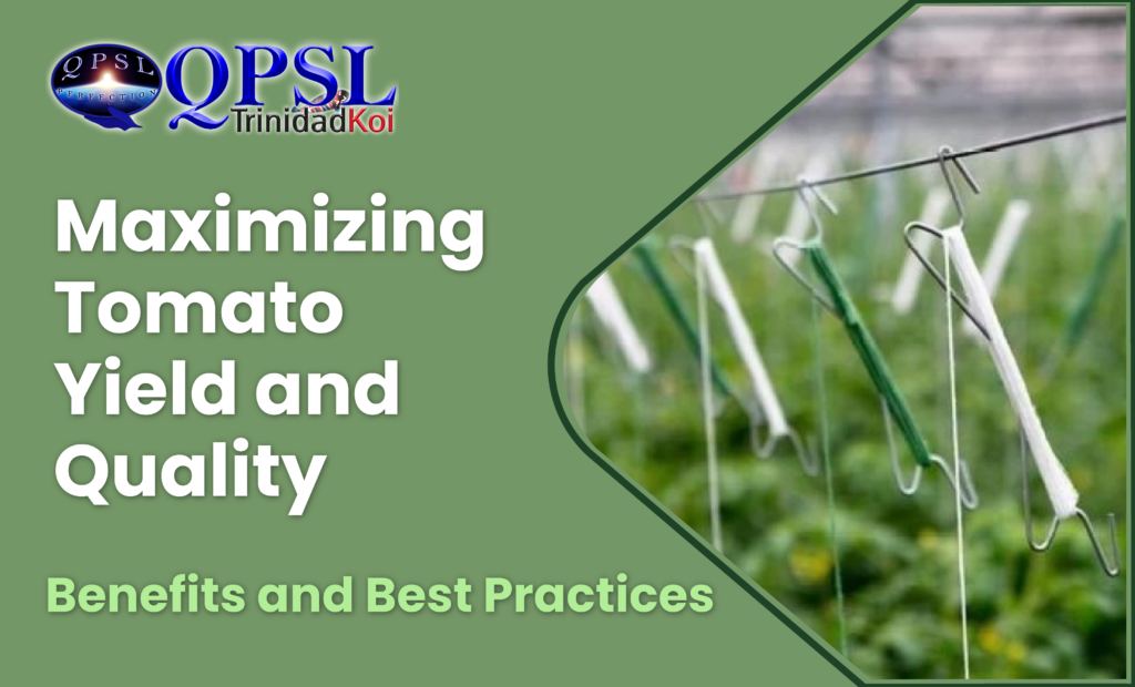 Maximizing Tomato Yield and Quality: The Benefits and Best Practices of Using Galvanized Tomato ...